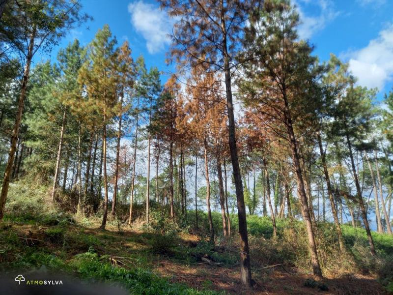 French Climate Adaptation Hits Budget Wall: The Forest Paradox | Atmosylva